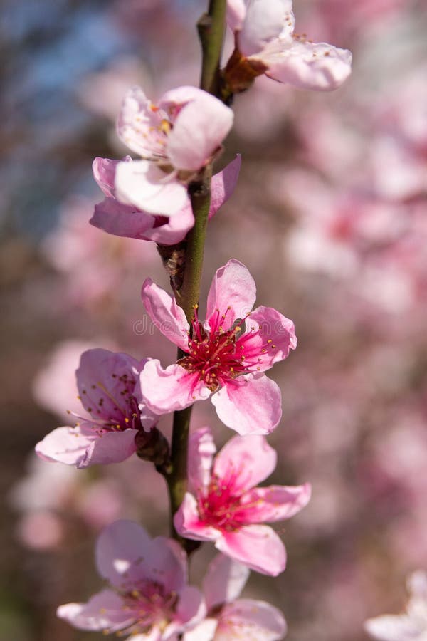 Peach Flowers in Early Spring. Stock Image - Image of springtime ...
