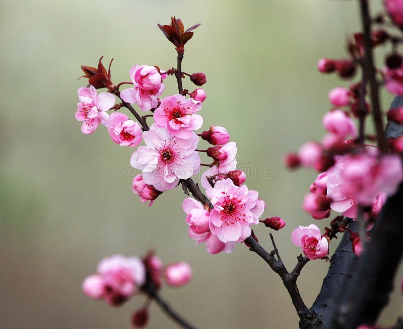 Peach flowers stock photo. Image of floral, season, macro - 89843266