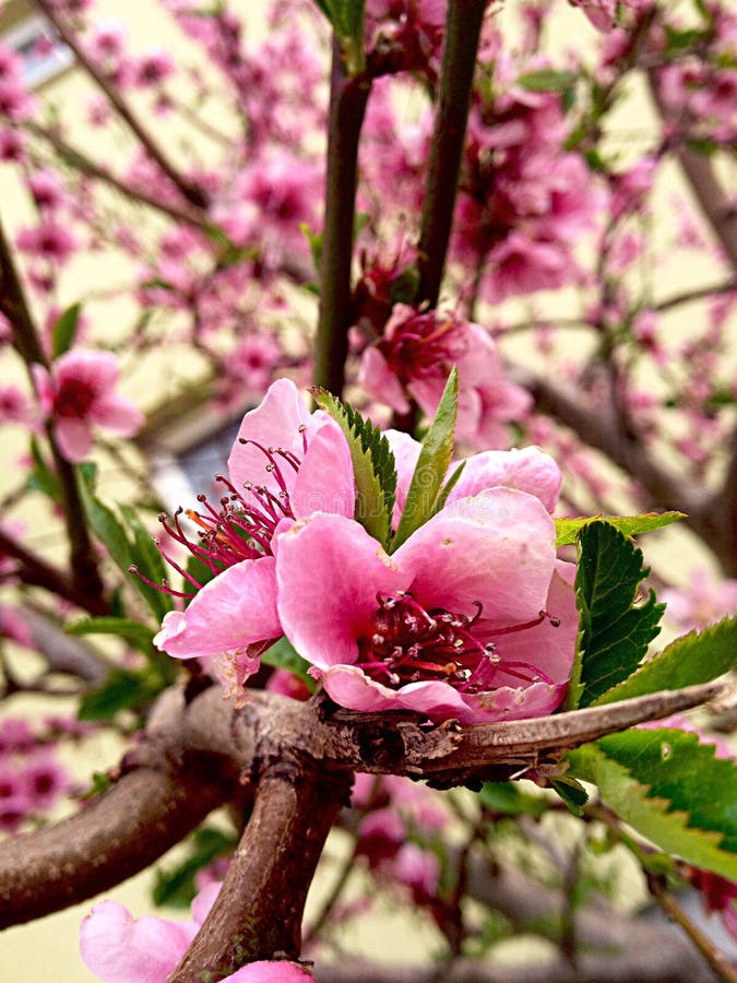 Peach flowers stock photo. Image of peach, flowering - 107077524