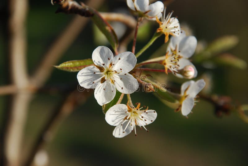 Suggestive White Peach Flowers Stock Photos - Free & Royalty-Free Stock ...