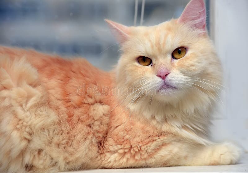 771 Peach Fluffy Cat Stock Photos - Free & Royalty-Free Stock Photos ...