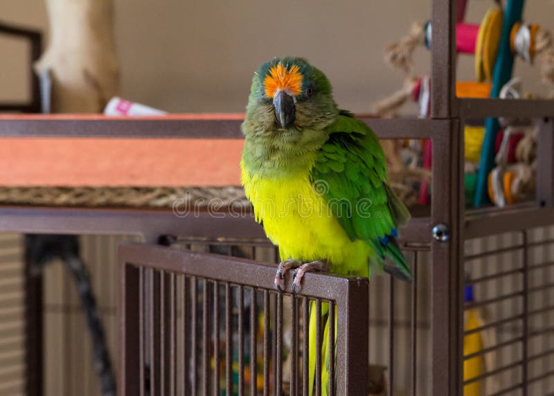 Peach Fronted Conure Fluffed Up Stock Image - Image of fluff, parrot ...