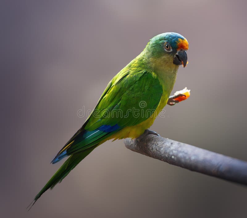 Peach-fronted Parakeet Bird Eating Fruit Stock Photo - Image of fruit ...