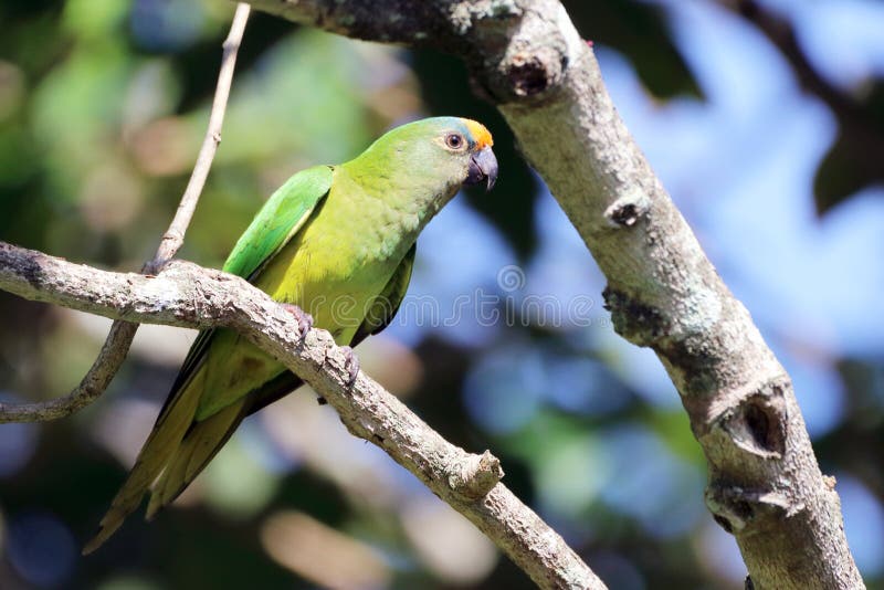 Peach-fronted Parakeet Eupsittula Aurea, Isolated on a Tree Stock Image ...
