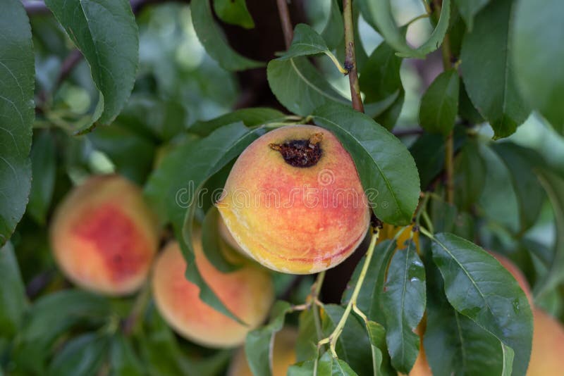 Peach Fruit are Damage in the Tree by a Fruit Disease Stock Photo ...