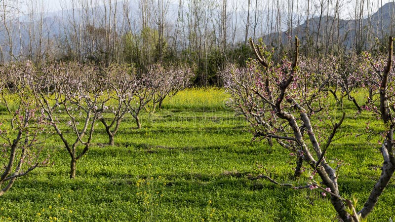 Peach Fruit Orchard Flowering in the Spring Season Stock Photo - Image ...