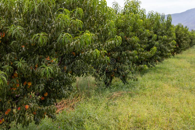 Peach Fruit Orchard with Fruit Ready To Harvest in the Summer Season ...