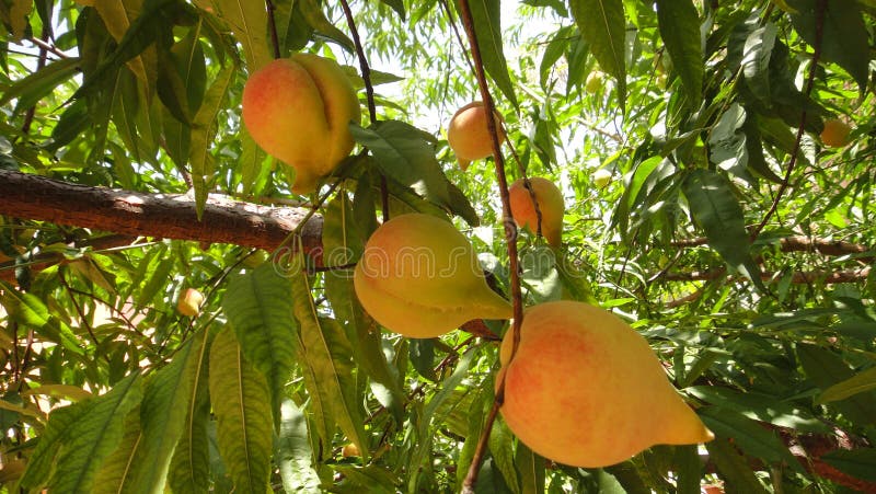 Peach Fruit Ready To Harvest on a Sunny Day Stock Image - Image of ...