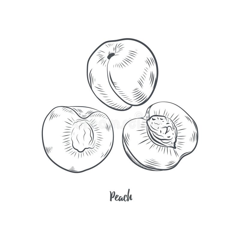 Kernel Peach Stock Illustrations – 288 Kernel Peach Stock Illustrations ...