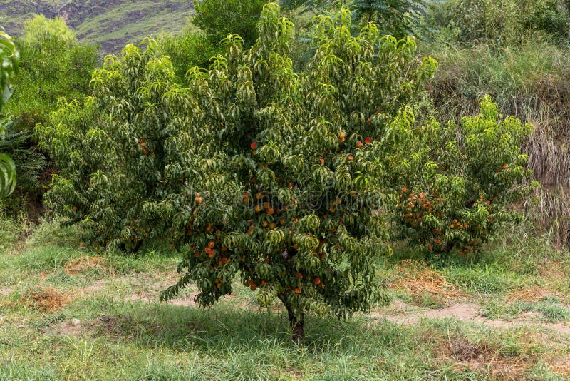 Peach Fruit Tree with Peach Fruit Stock Photo - Image of natural ...