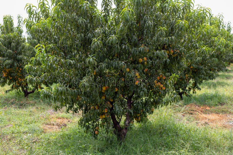 Peach Fruit Tree Branches Full with Peaches in the Orchard Stock Image ...