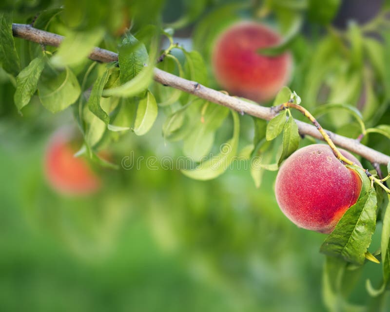 Peach fruit tree close-up stock image. Image of natural - 144687101