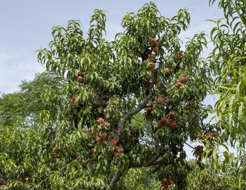 Peach Fruit Tree in the Fruit Farm Stock Photo - Image of tree ...