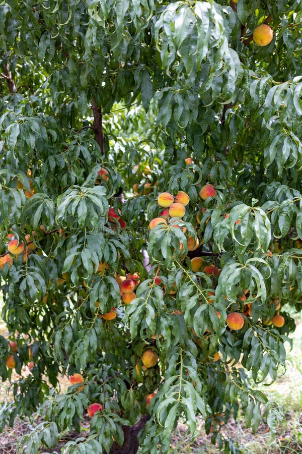 Peach Fruit Tree with Fresh and Delicious Peaches Stock Image - Image ...
