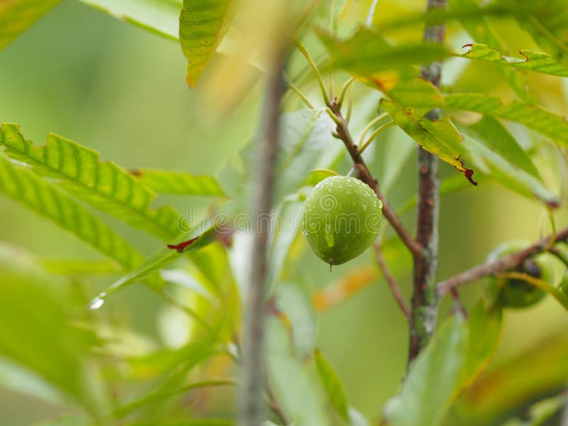 Peach Fruit Tree Nature Background Green Young Stock Image - Image of ...