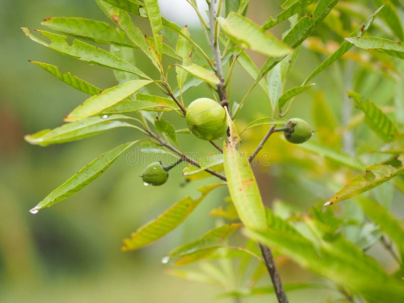 Peach Fruit Tree Nature Background Green Young Stock Image - Image of ...