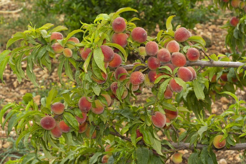 Sweet peach fruits stock photo. Image of garden, crop - 280756792