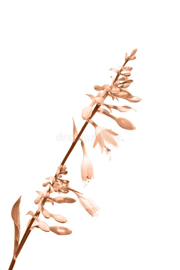 Peach fuzz stock image. Image of fuzz, foliage, peach - 299983859