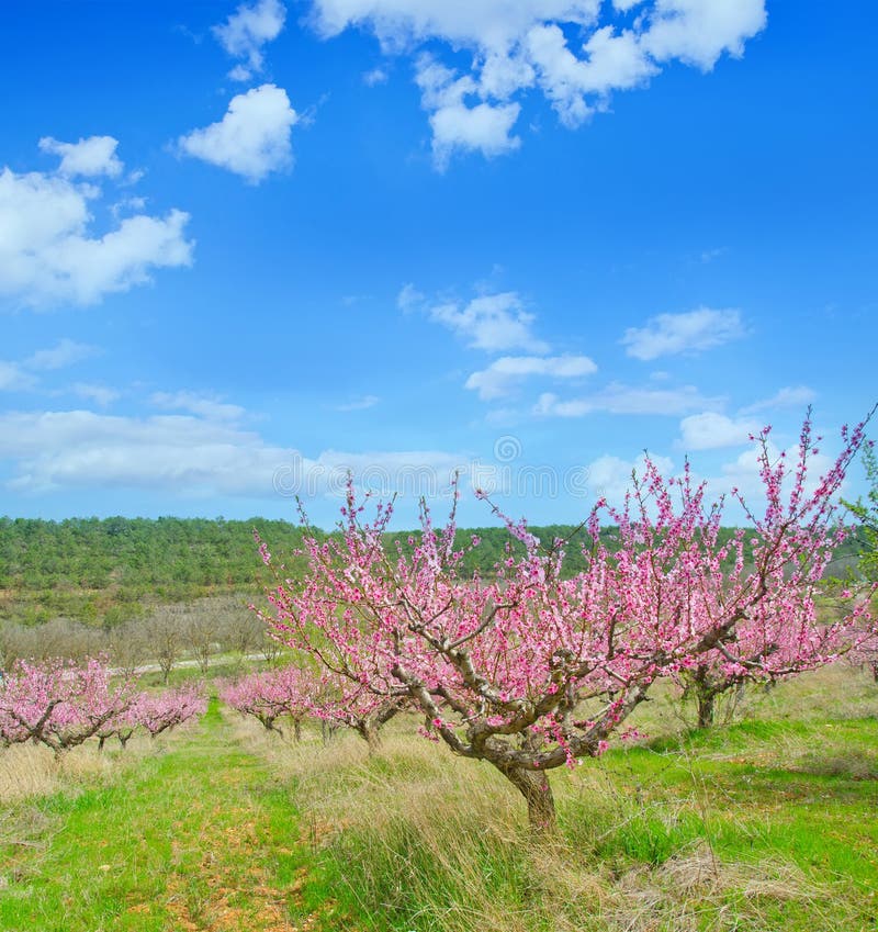 Peach garden stock image. Image of aroma, floral, detail - 37613157