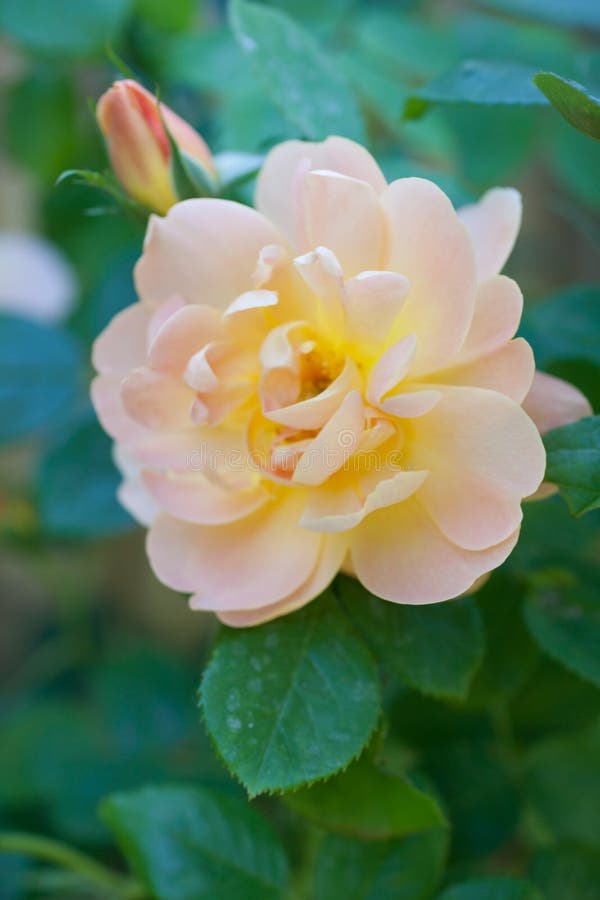 A Peach Garden Rose in Full Bloom during the Spring Stock Image - Image ...