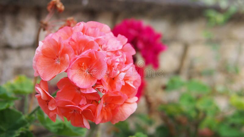 Peach Color Geranium Dancer Bouquet at the Garden Stock Image - Image ...