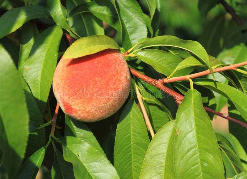 Cherokee Rose Flower stock photo. Image of vine, rosa - 24032080