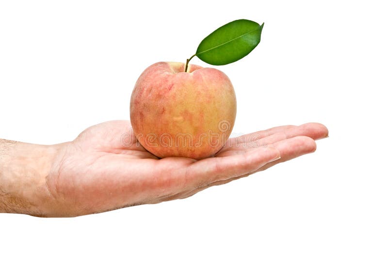 Peach in hand as a gift stock photo. Image of person, leaf - 9705638