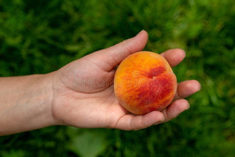 Peach in Hand stock image. Image of juicy, sweet, peach - 189990929