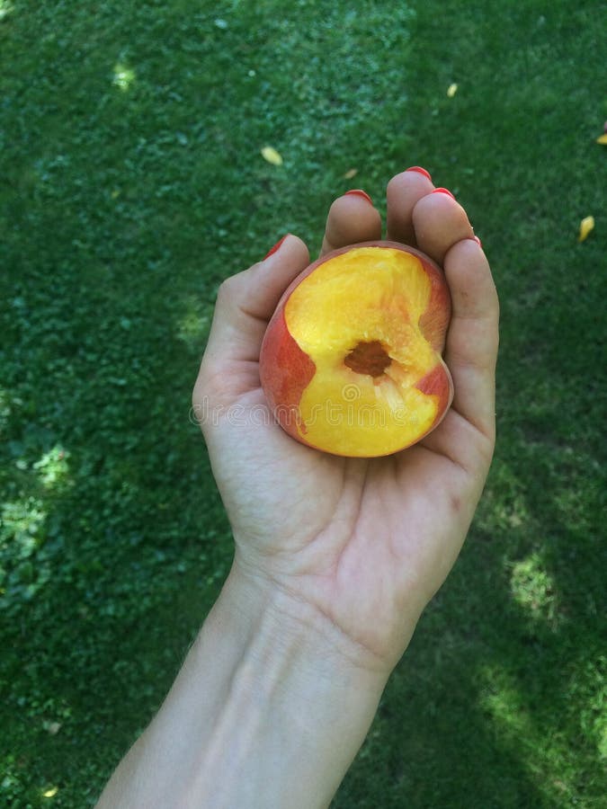Peach stock image. Image of grow, hand, healthy, food - 58751651