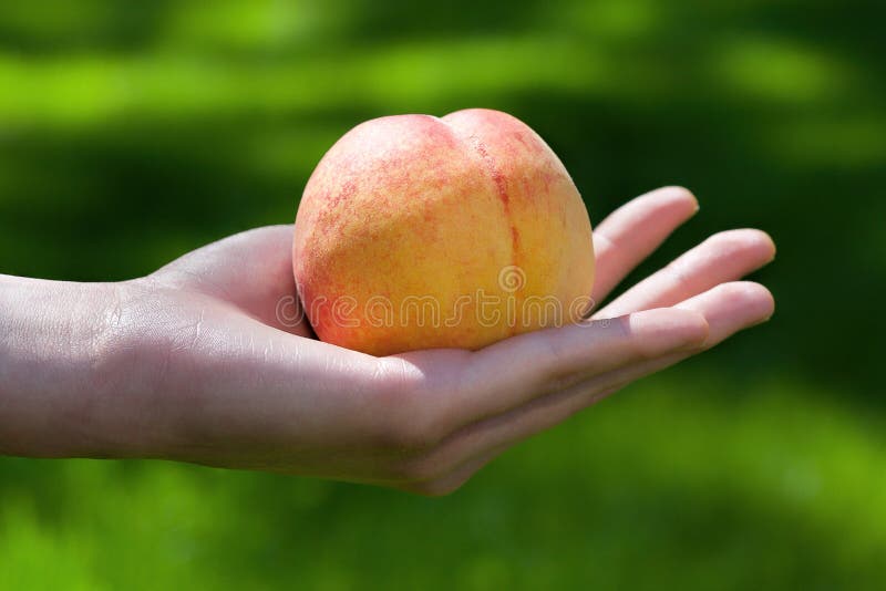 Peach in hand as a gift stock photo. Image of person, leaf - 9705638