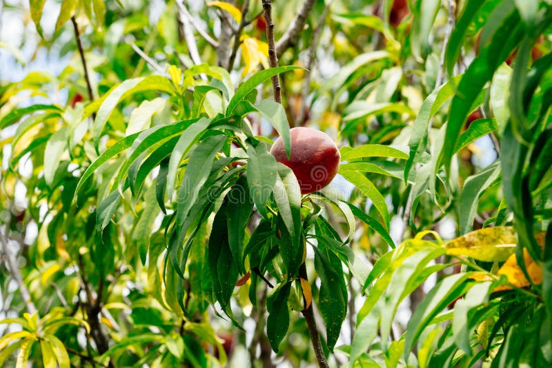 Peach Harvest in a Modern Farm in USA Stock Photo - Image of harvest ...