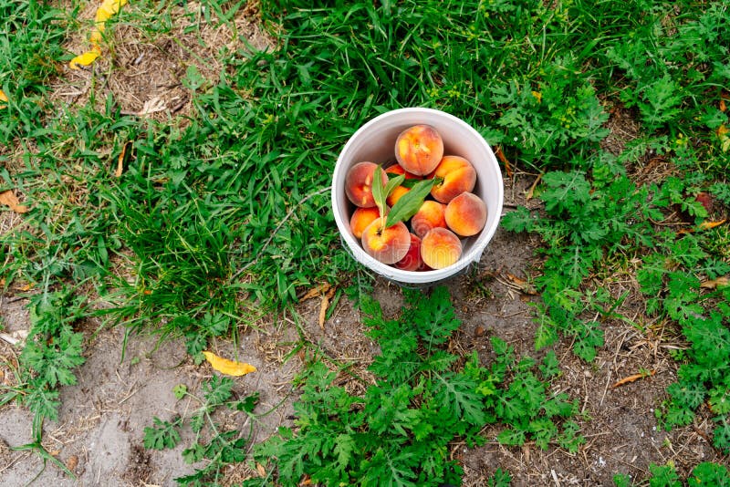 Peach Harvest in a Modern Farm in USA Stock Image - Image of league ...
