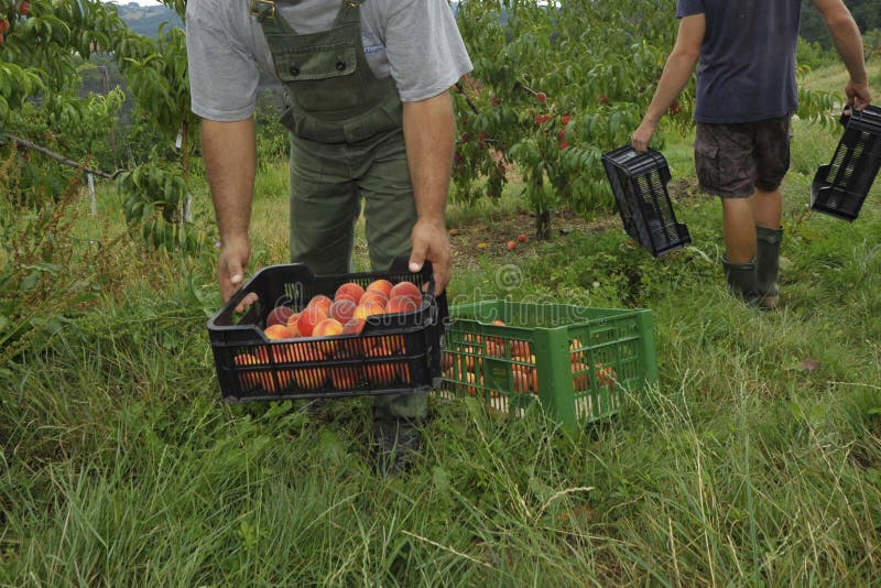 Peach Harvest and Storage in Crates Stock Photo - Image of agricultural ...