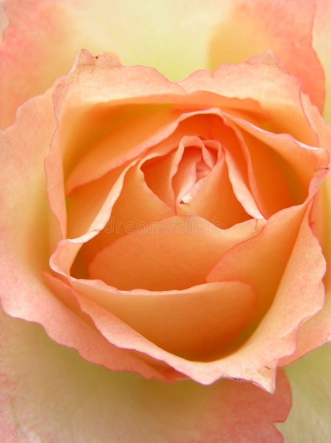 Peach heart stock image. Image of peach, love, heart, detail - 152853