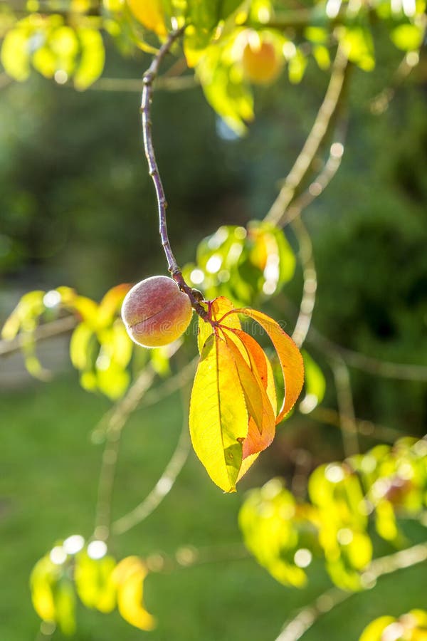 Peach Immature Fruit on the Branch Stock Image - Image of background ...