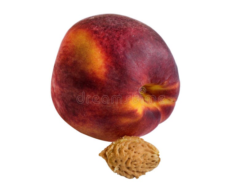 Peach kernel in close up stock image. Image of close - 33406819