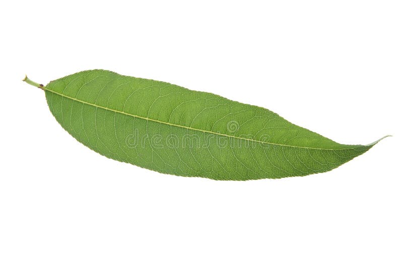 Peach leaf stock image. Image of leaf, lanceolate, pinnate - 16690421