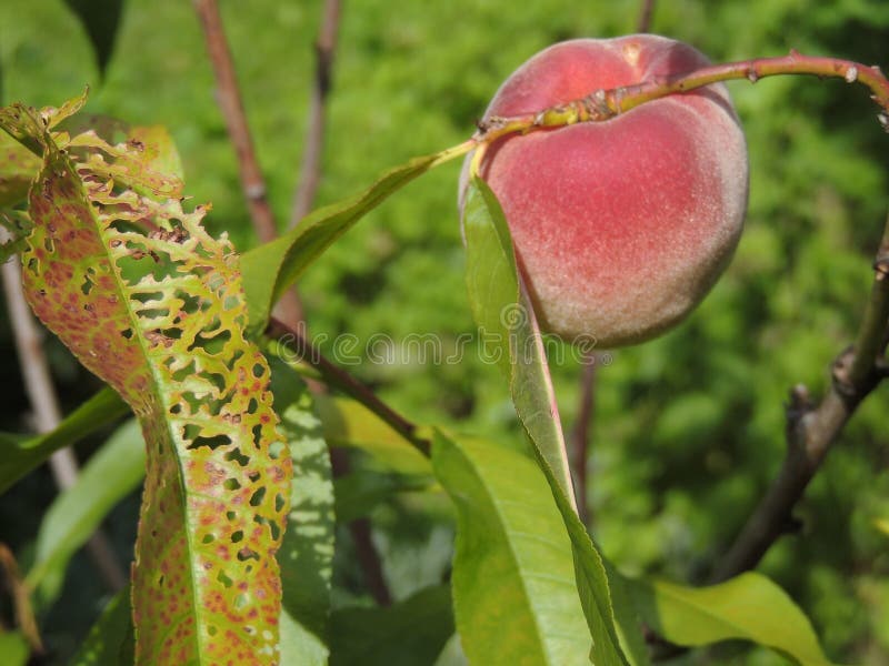 Peach Leaf Attacked by Harmful Insects Stock Image - Image of gardening ...