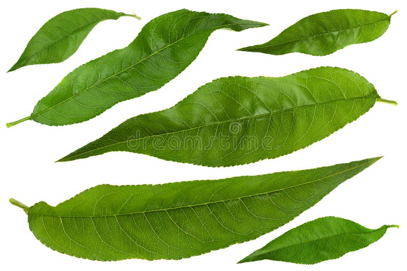 Peach Leaf Closeup Collection Stock Photo - Image of isolated, leaf ...