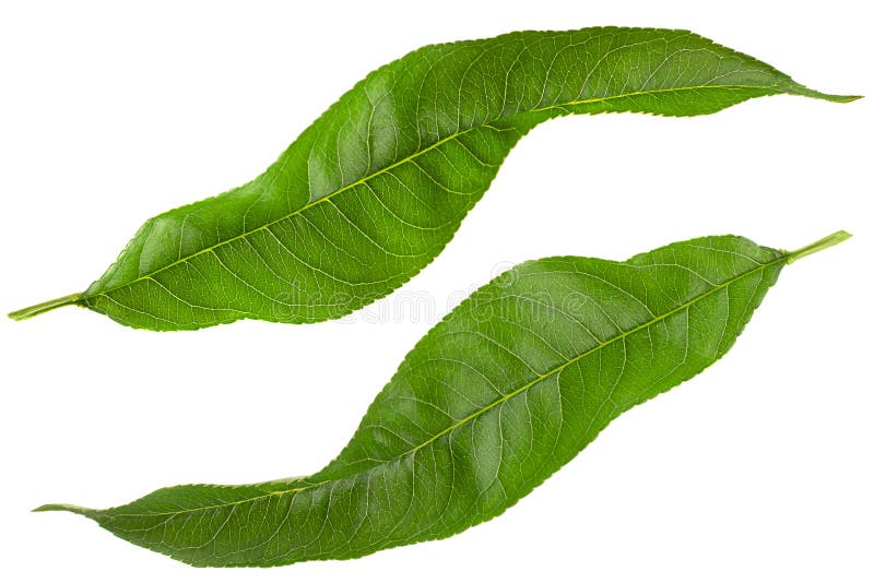 Peach leaf closeup stock photo. Image of natural, closeup - 197751650