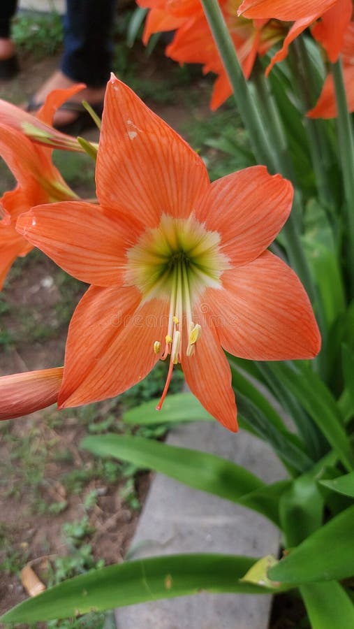 Peach lily my precious stock photo. Image of lily, leaf - 262682038