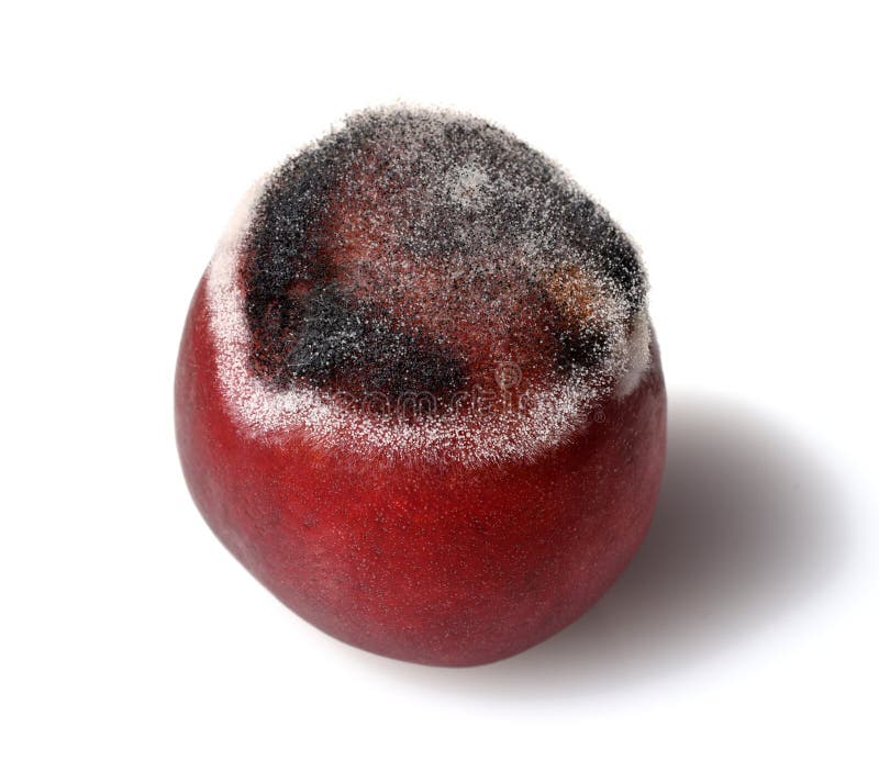 Peach, Mold; mold stock photo. Image of colorful, danger - 233991122