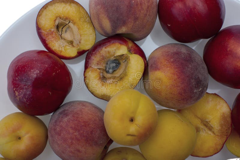 Peach, Nectarine and Apricot on White Plate Stock Photo - Image of ...