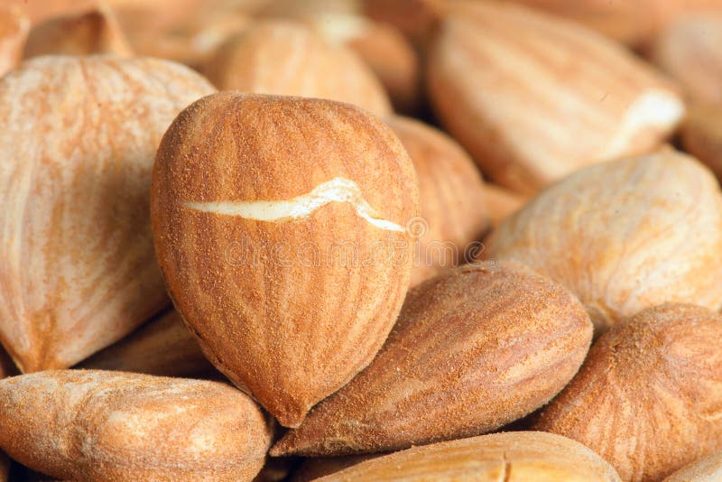 Peach nutlets stock photo. Image of cooked, kernel, close - 28783644