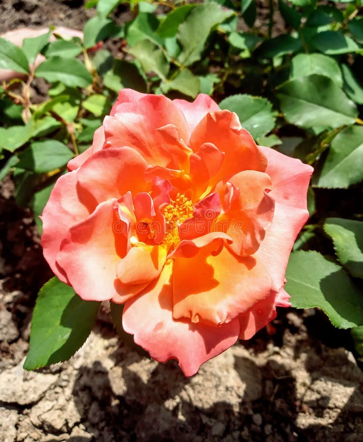 Peach and Orange Rose at Dow Gardens Stock Photo - Image of leaf, petal ...