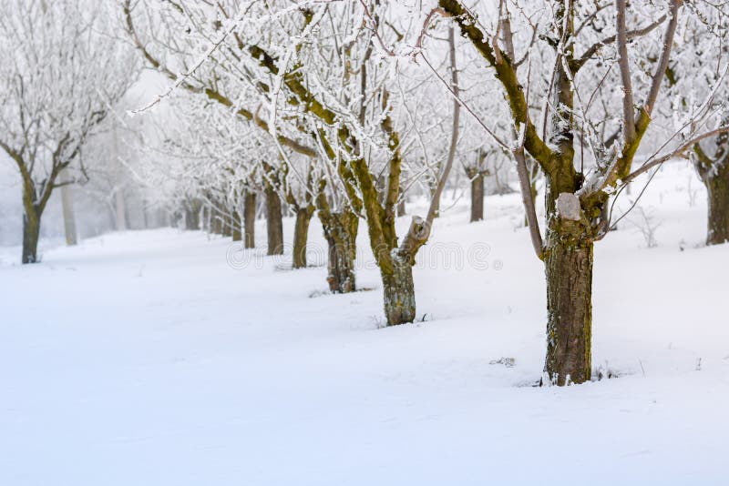 Peach Orchard Covered with Snow in Winter,shallow Dof Stock Photo ...