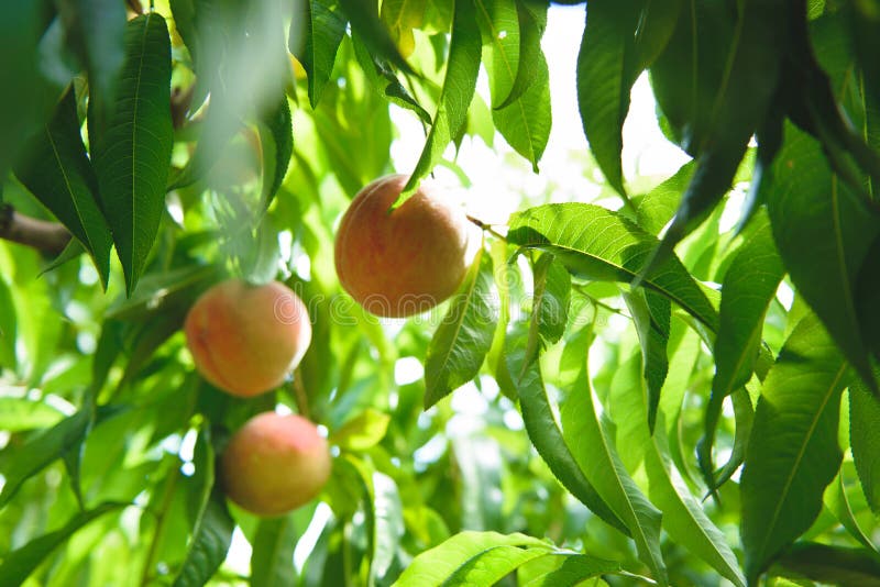 Peach Orchard 14 stock image. Image of foodie, fruitarian - 94950037
