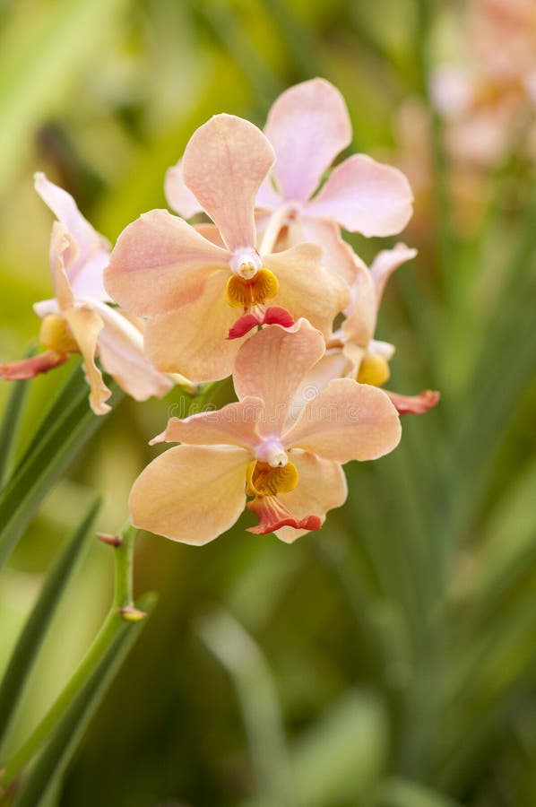 Peach Orchid stock image. Image of blossom, nature, vibrant - 62933303