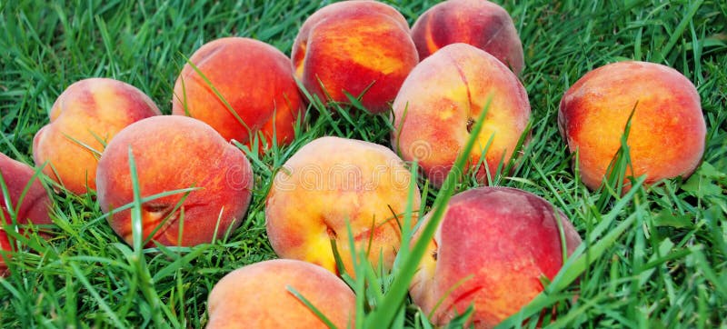 Peach over grass stock photo. Image of crop, grass, healthy - 6132328