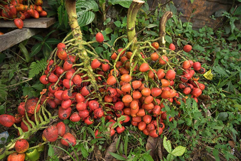 Peach palm fruit clusters stock photo. Image of clusters - 98460466